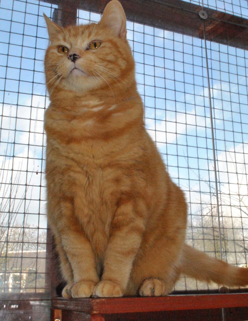 Gallery - Specialcats
